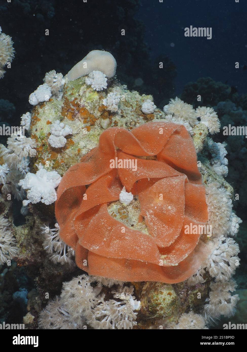 A colourful coral reef with a striking orange reef rose, spawn of ...