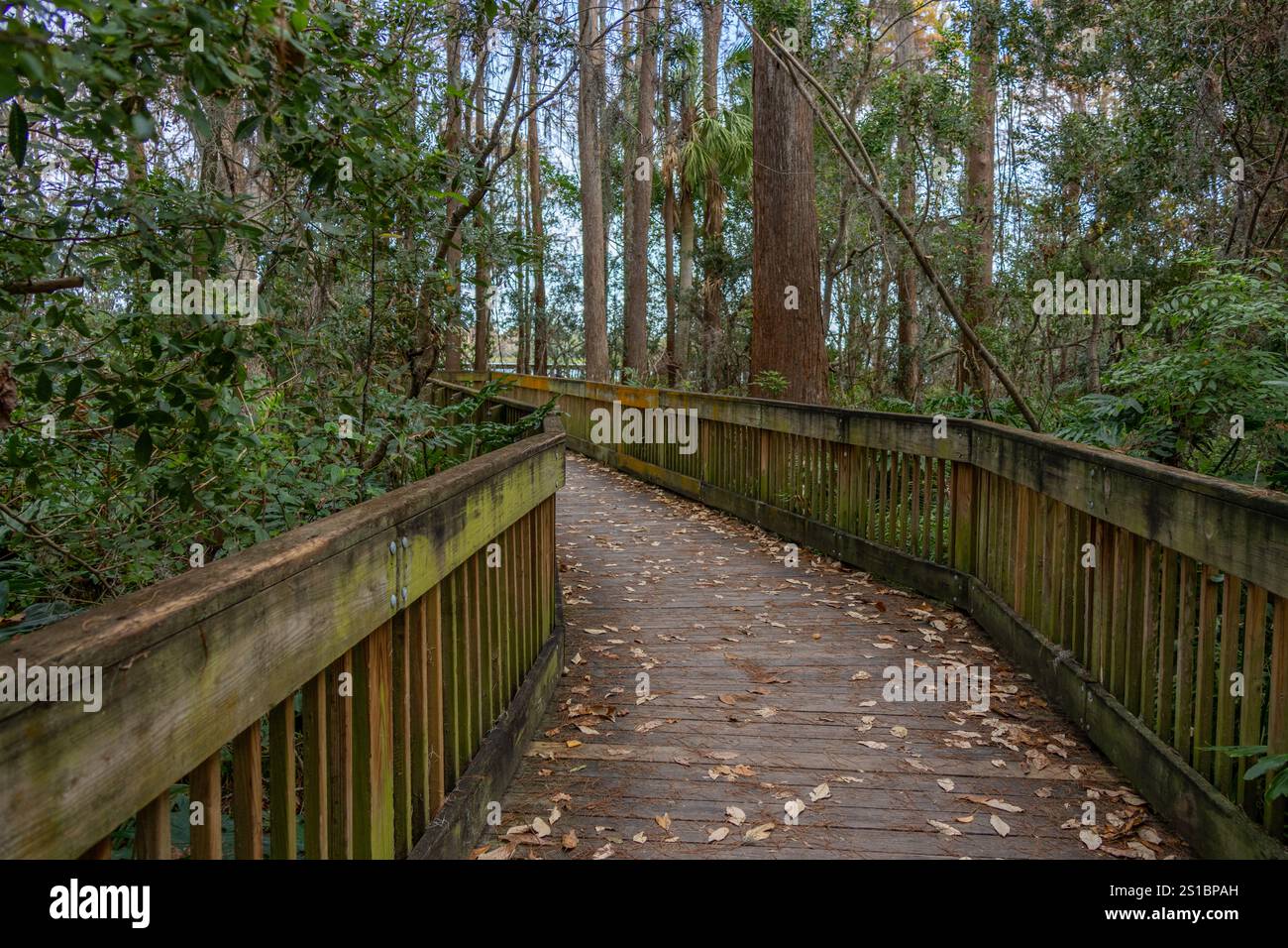 Wooden walk path in Florida swamp Stock Photo - Alamy