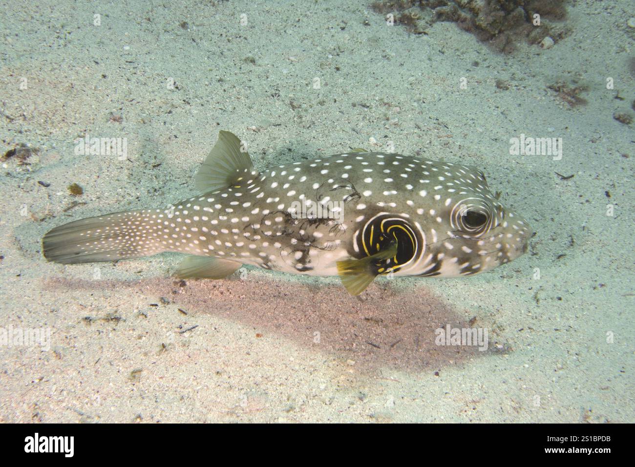 A spotted pufferfish, white spotted pufferfish (Arothron Hispidus ...