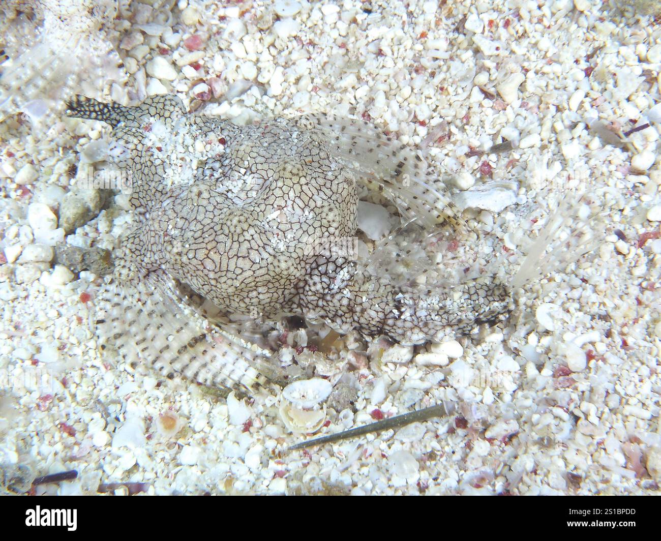 A camouflaged fish, Dwarf Wingfish (Eurypegasus draconis), resting on ...