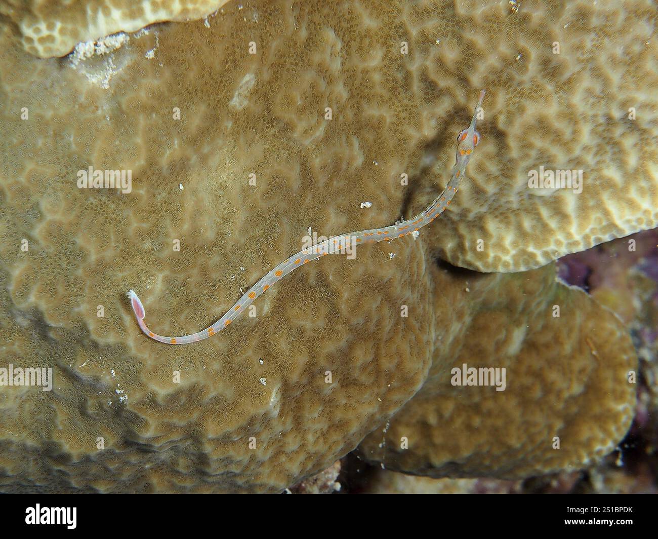 A black-breasted sea needle (Corythoichthys nigripectus) camouflaging ...