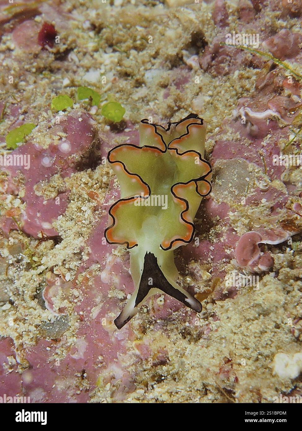 Pink coloured bottom hi-res stock photography and images - Alamy