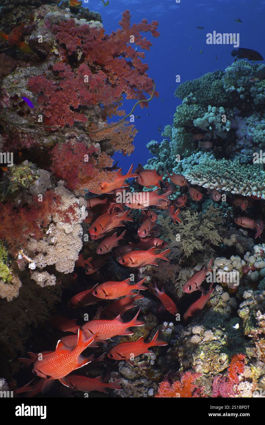 Colourful coral reef with red fish, white-fringed soldierfish ...