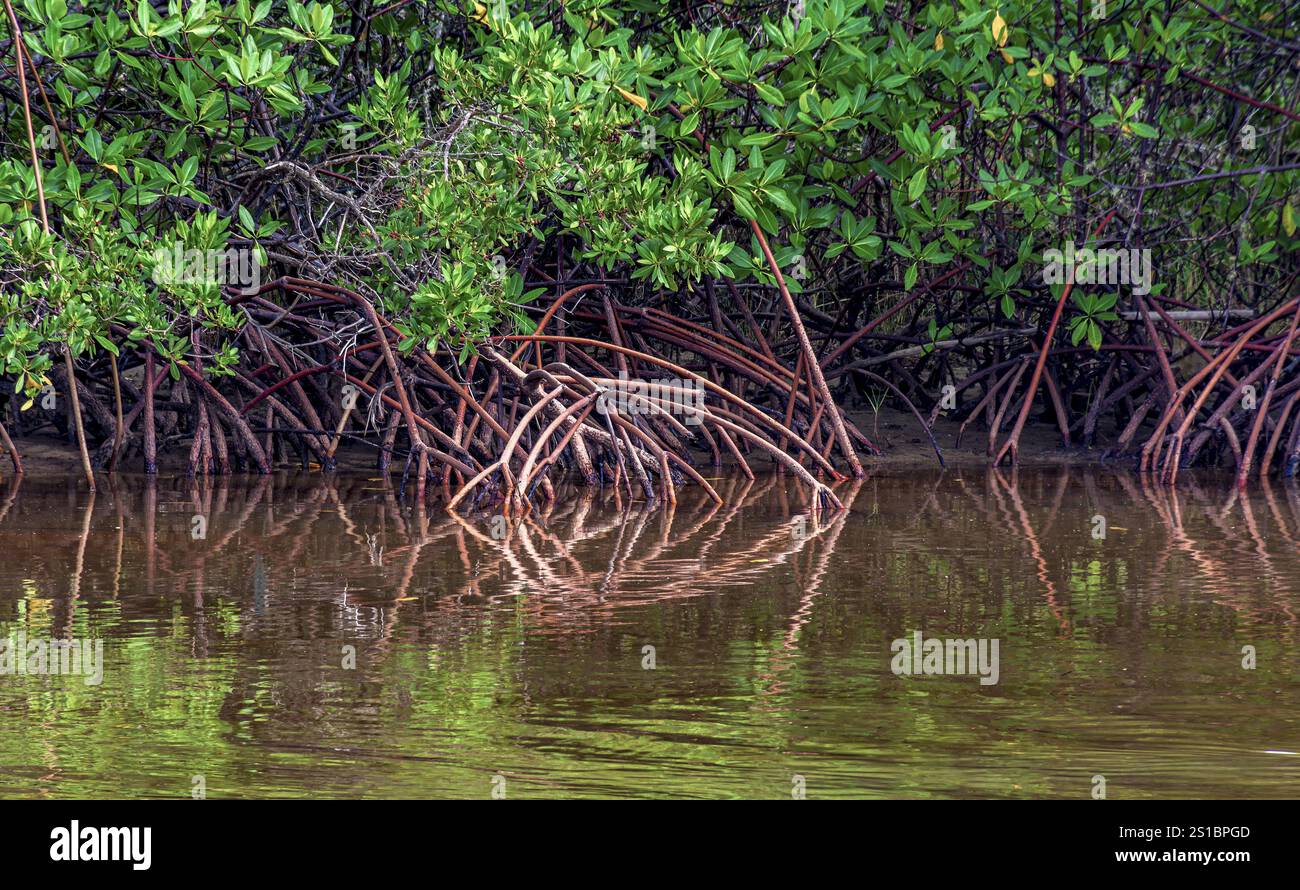 Mangrove tree roots reflecting in hi-res stock photography and images ...