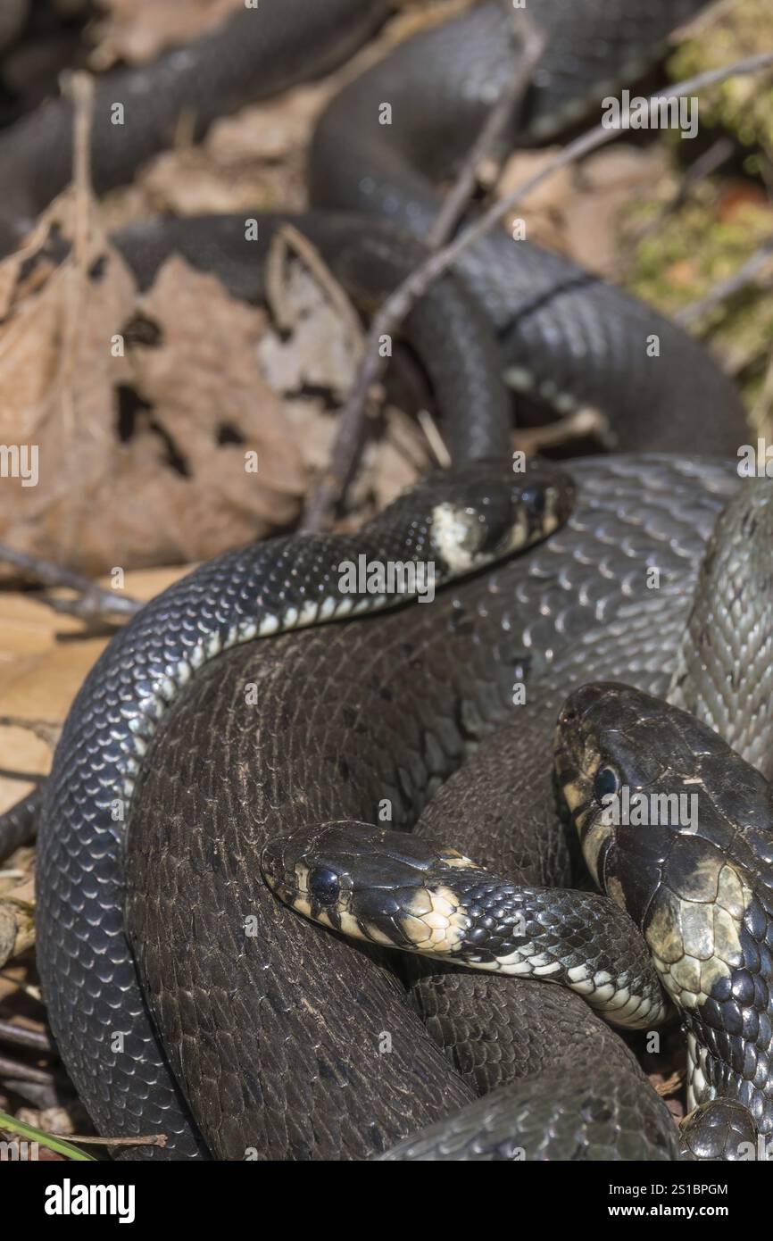 Grass snakes (Natrix natrix) warming themselves in the spring sun Stock ...