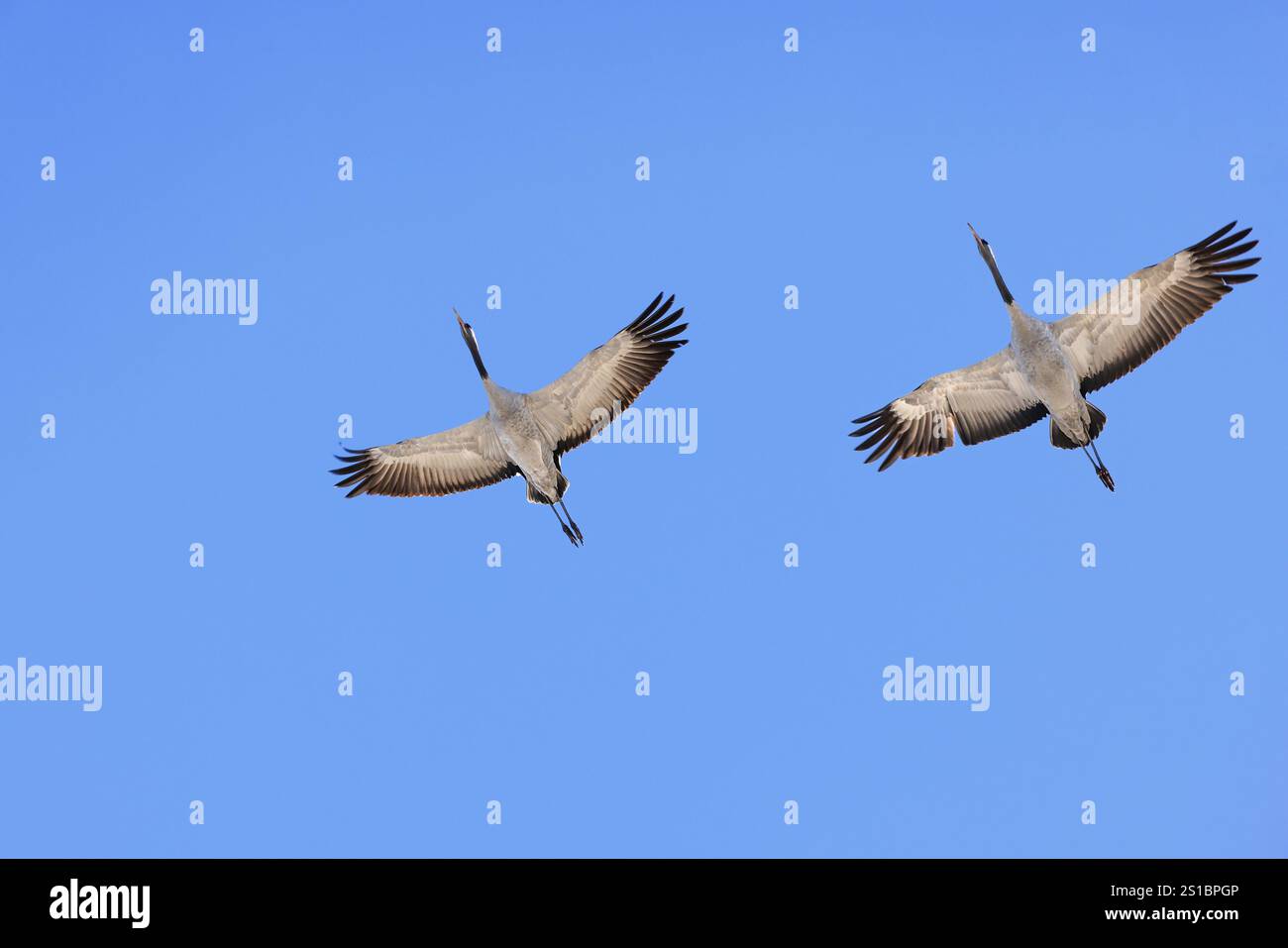 Blue crane spreading wings hi-res stock photography and images - Alamy