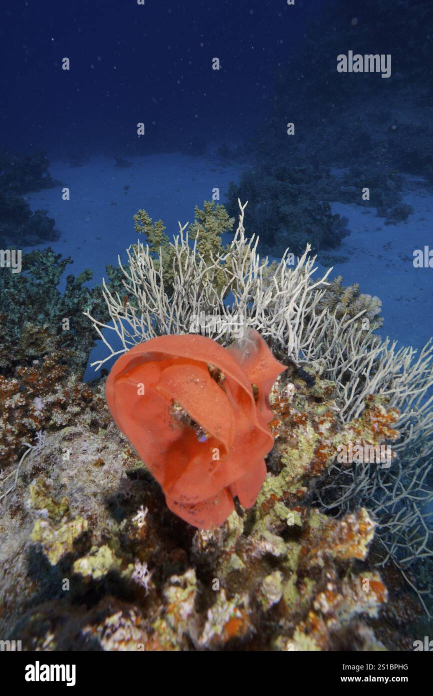 Spawn of Spanish dancer (Hexabranchus sanguineus) amidst white ...