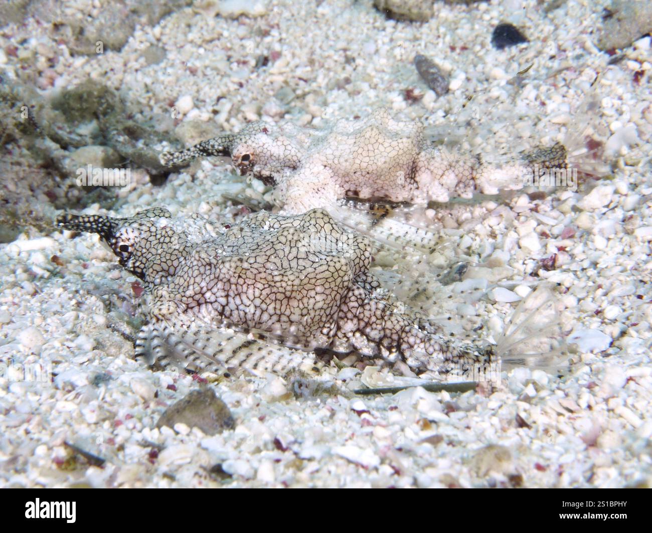 Two camouflaged fish, Dwarf Wingfish (Eurypegasus draconis), lying side ...