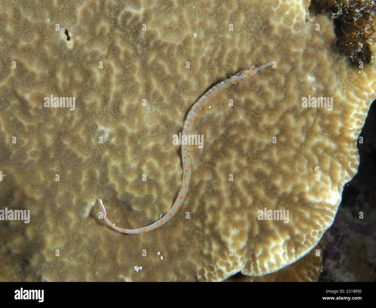 A black-breasted sea needle (Corythoichthys nigripectus) lying well ...