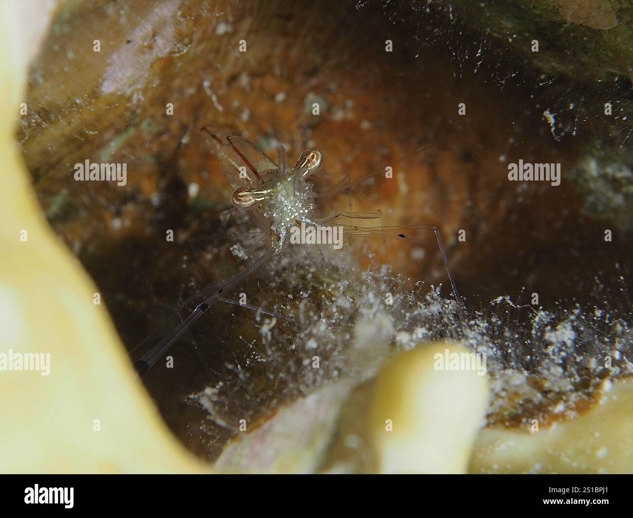 Small Red Scissor Shrimp (Cuapetes tenuipes), shrimp, hiding in a cave ...