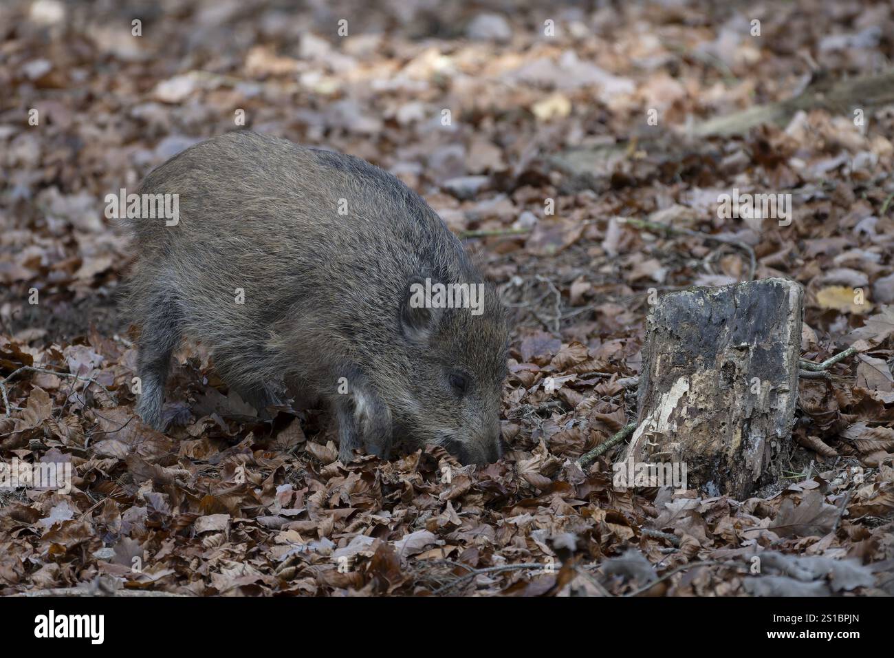 Wild boar (Sus scrofa), fresh boar, Daun, Germany, Europe Stock Photo ...