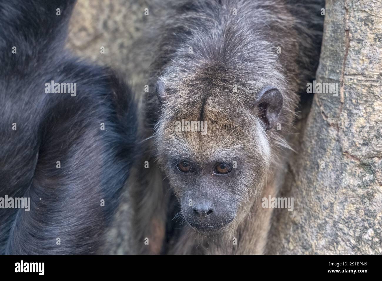 Black howler (Alouatta), juvenile, animal portrait, Pantanal, inland ...