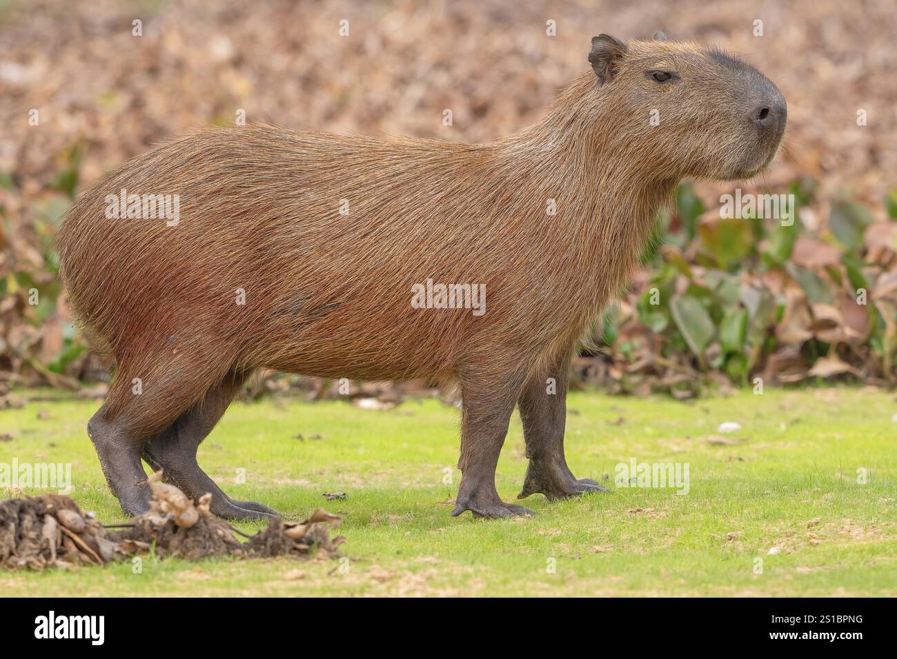 Capybara or capybara (Hydrochoerus hydrochaeris), Pantanal, inland ...