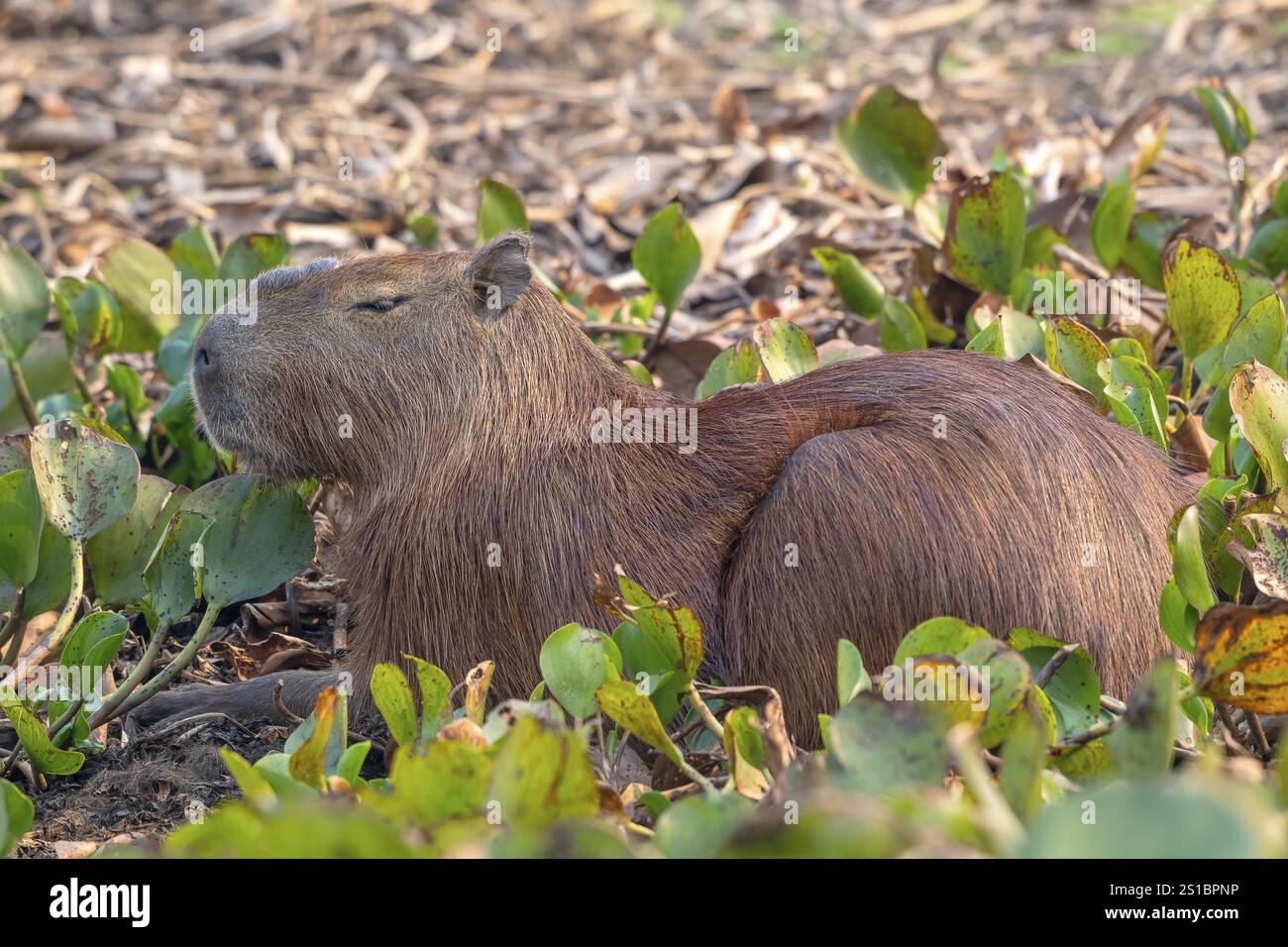 Capybara or capybara (Hydrochoerus hydrochaeris), Pantanal, inland ...