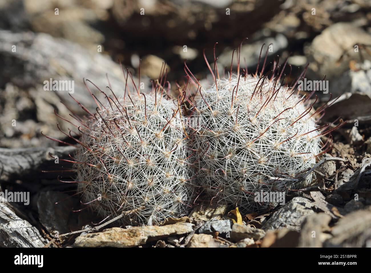 Mammillaria microcarpa, cactus, Saguaro National Park, Arizona, USA ...