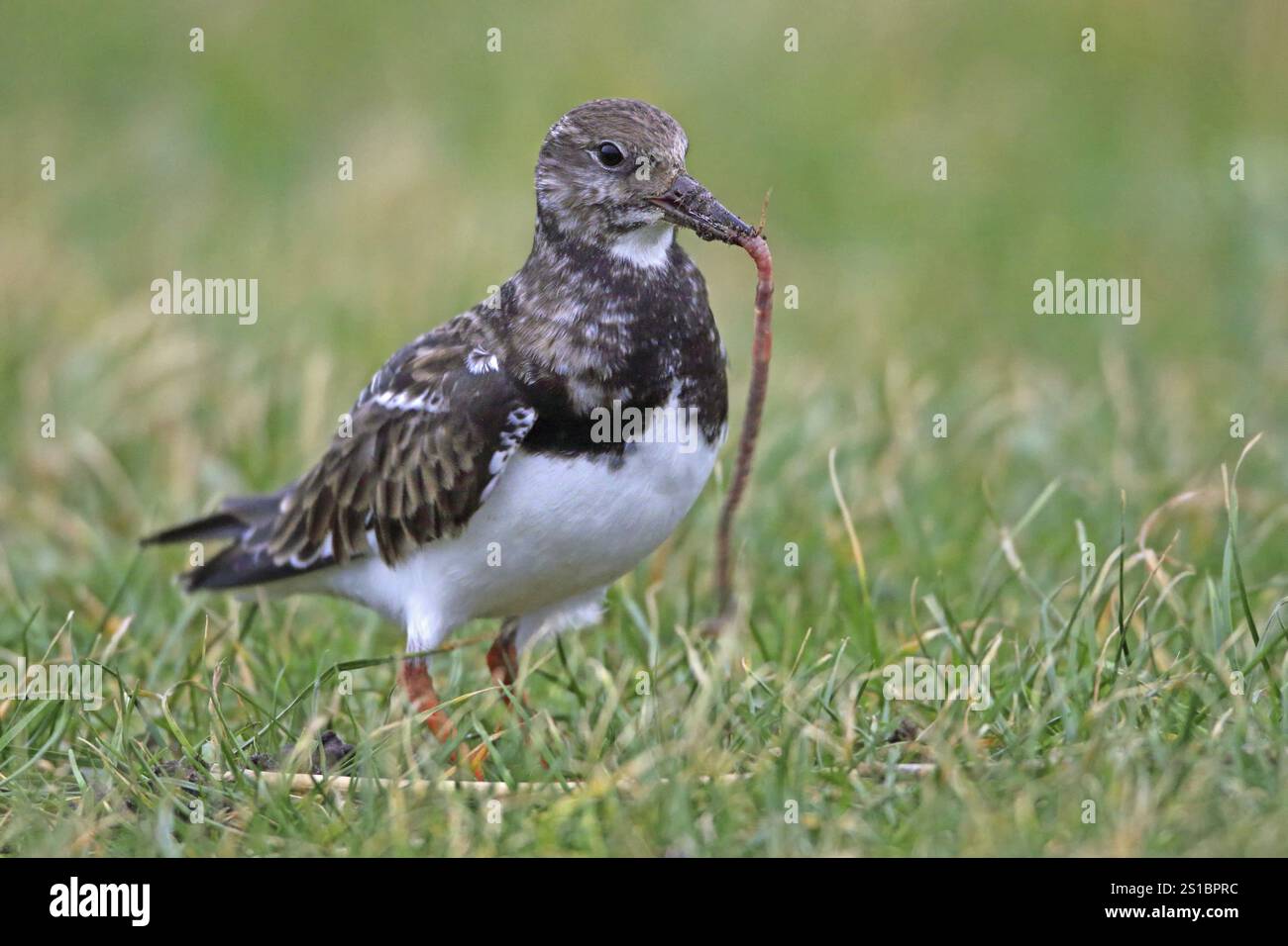 Turnstone, Arenaria interpres, with worm in beak Stock Photo - Alamy