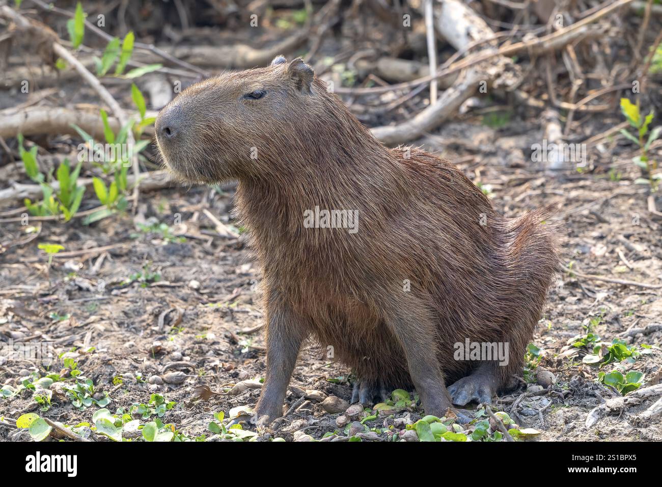 Capybara or capybara (Hydrochoerus hydrochaeris), Pantanal, inland ...