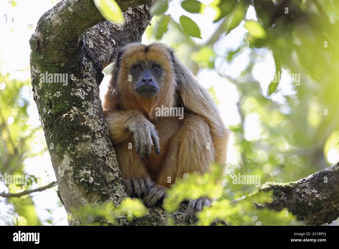 Howler monkeys, Alouatta, Argentina, South America Stock Photo - Alamy