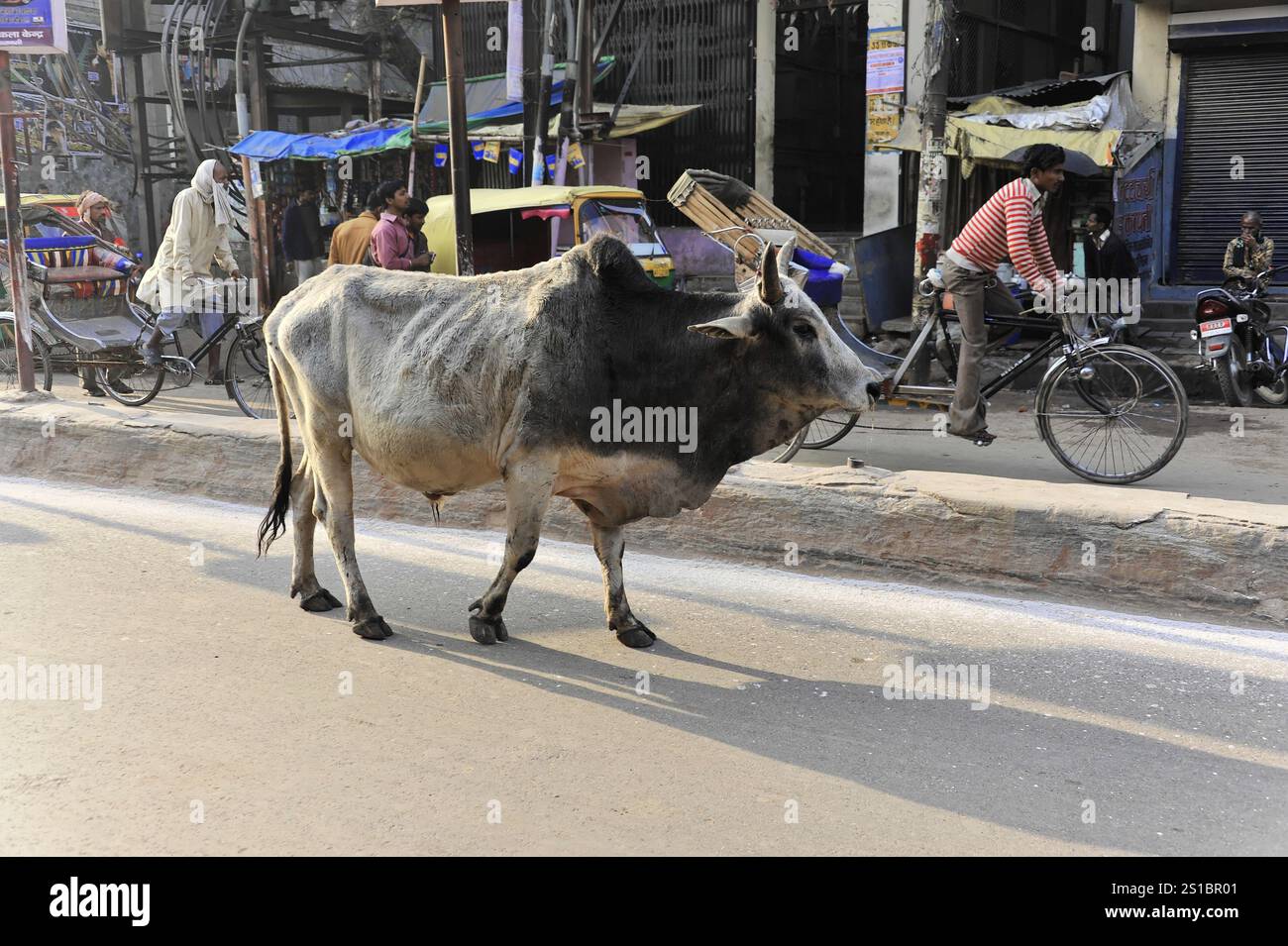 Varanasi, Uttar Pradesh, India, Asia, A lone cow on a busy street in ...