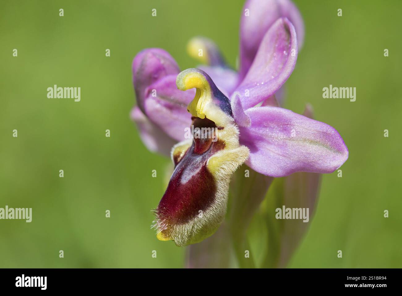 Wasp ragwort, Ophrys tenthredinifera Stock Photo - Alamy