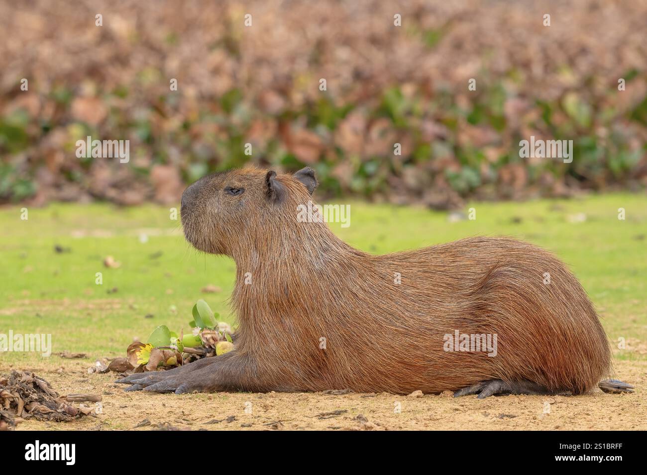 Capybara or capybara (Hydrochoerus hydrochaeris), Pantanal, inland ...