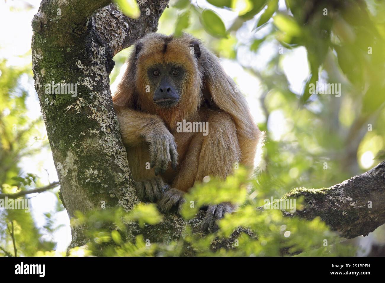 Howler monkeys, Alouatta, Argentina, South America Stock Photo - Alamy