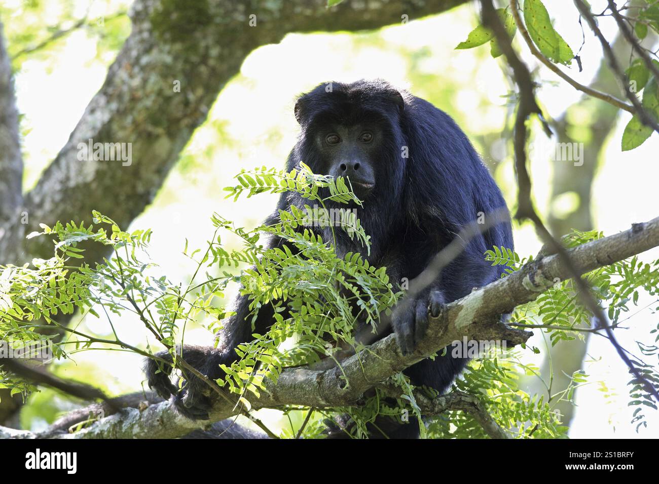 Howler monkeys, Alouatta, Argentina, South America Stock Photo - Alamy