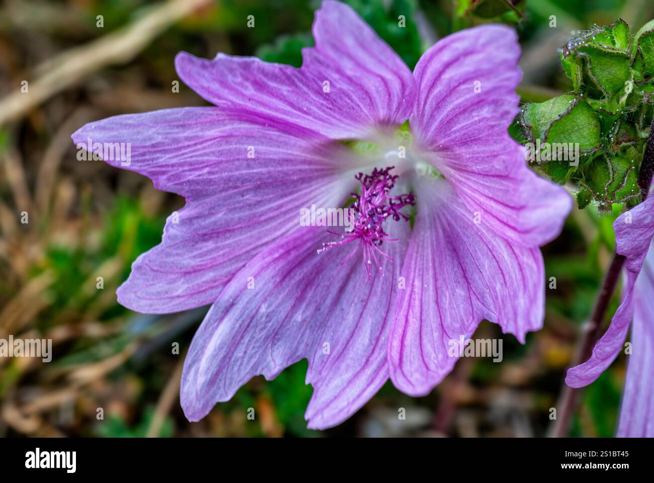 Common Mallow (Malva Sylvestris). Isoba. Puebla de Lillo. Montaña de ...