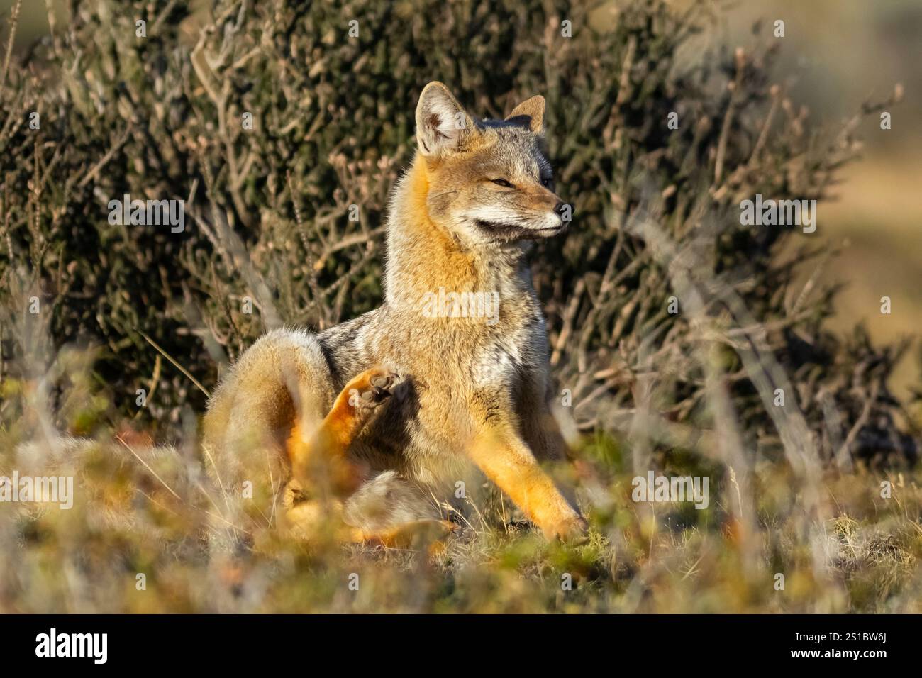 Patagonia Grey Fox, Pseudalopex griseus, Torres del Paine National Park ...