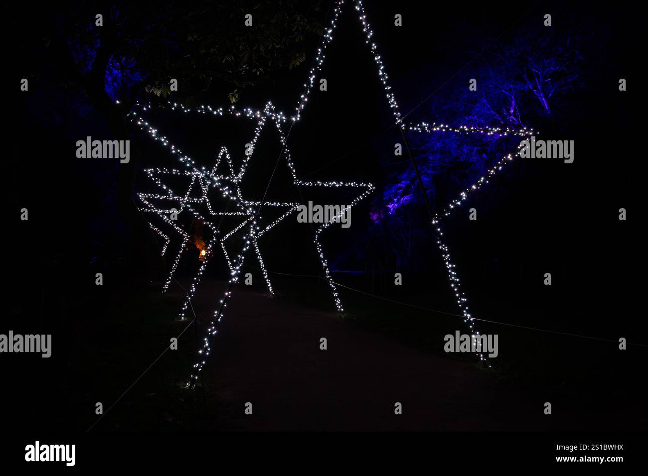 Star-shaped holiday lights illuminate a dark path with glowing white ...