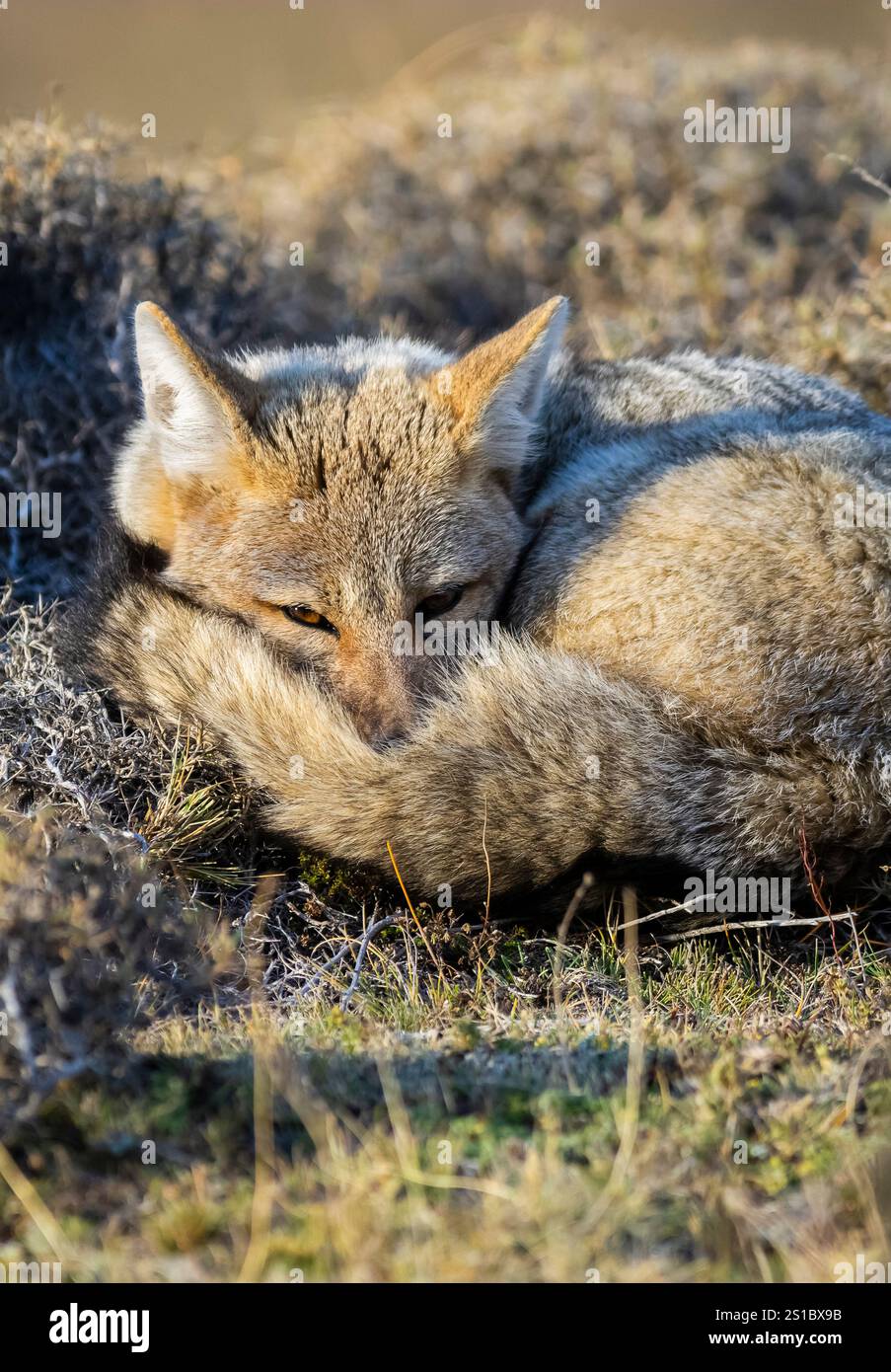 Patagonia Grey Fox, Pseudalopex griseus, Torres del Paine National Park ...