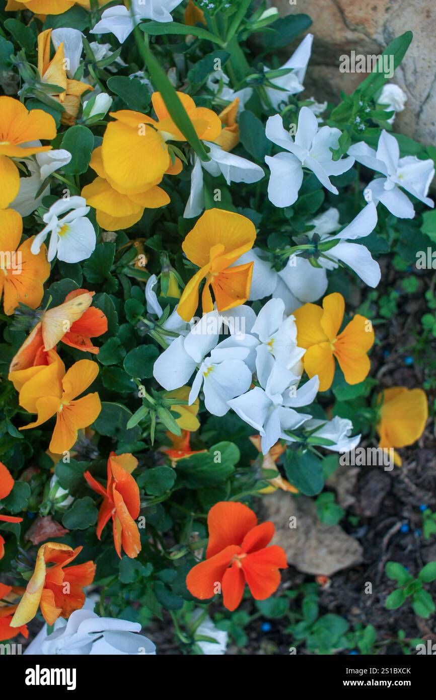 Spring brings colorful flowers hi-res stock photography and images - Alamy