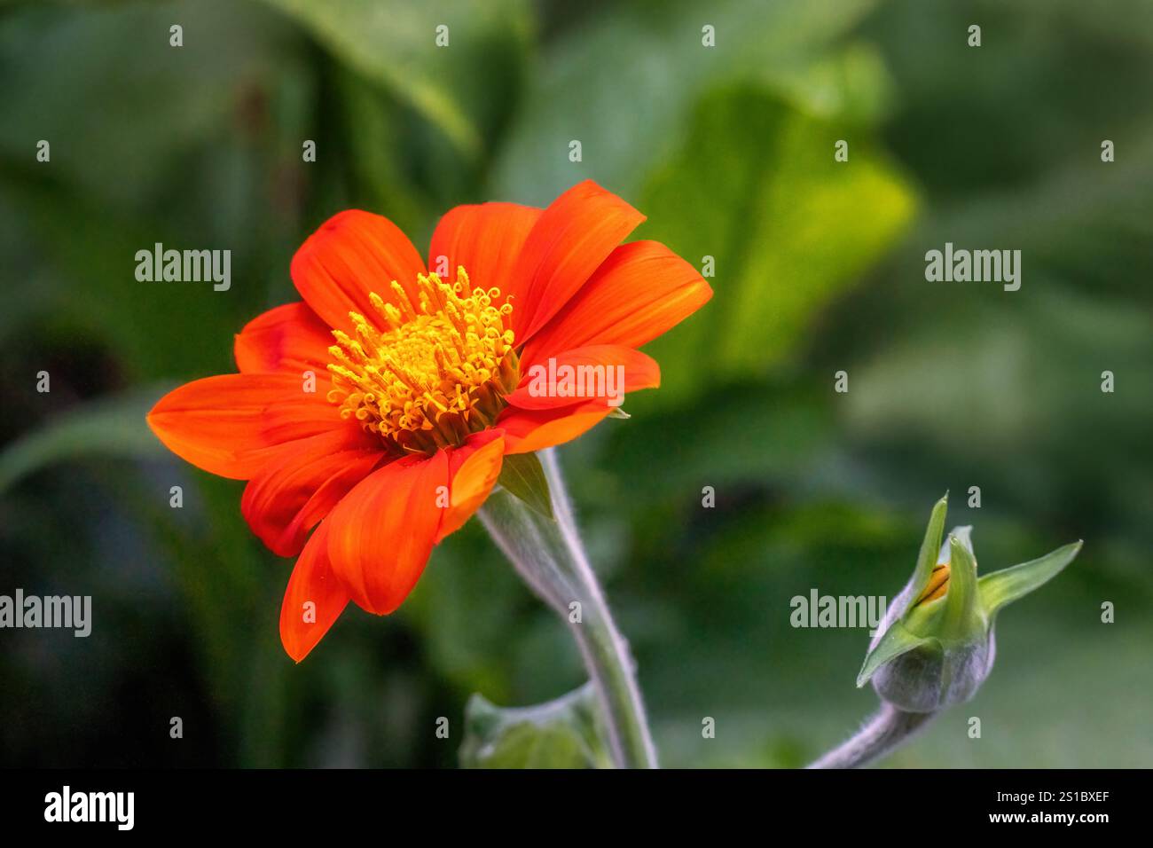 Mexican sunflower or tree marigold flower (Tithonia diversifolia Stock ...