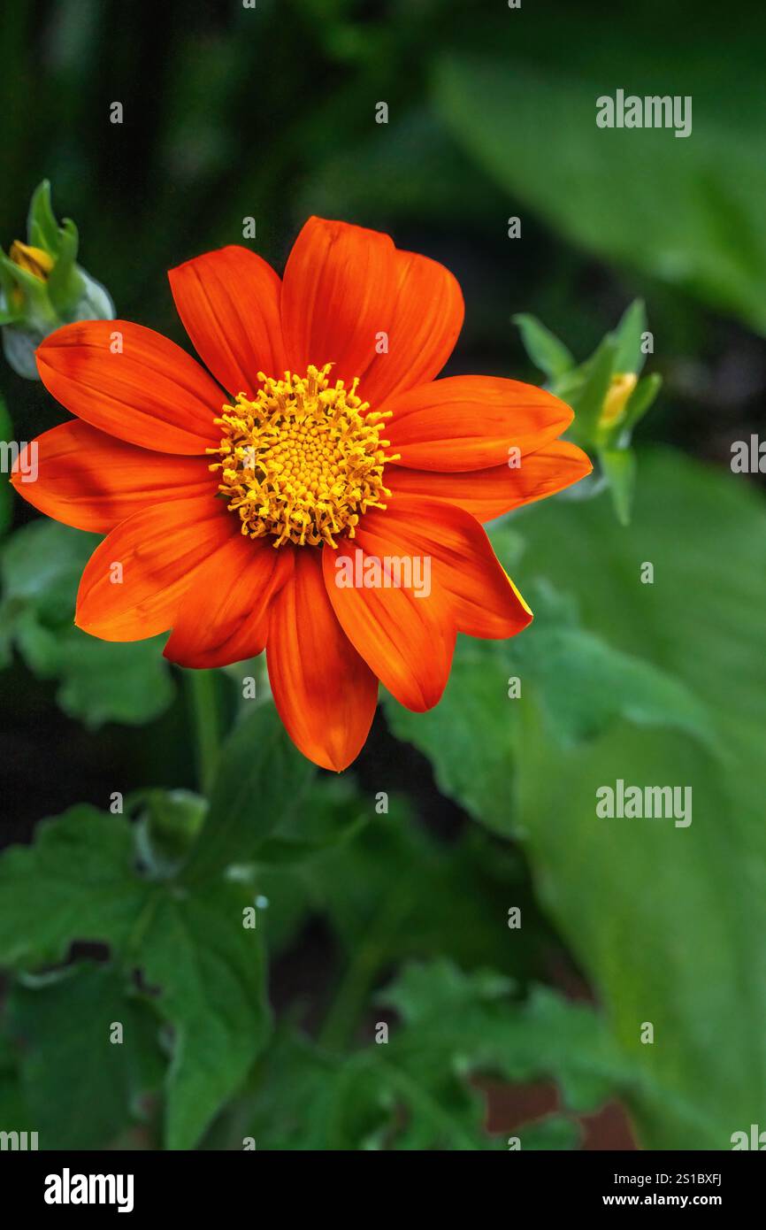 Mexican sunflower or tree marigold flower (Tithonia diversifolia Stock ...