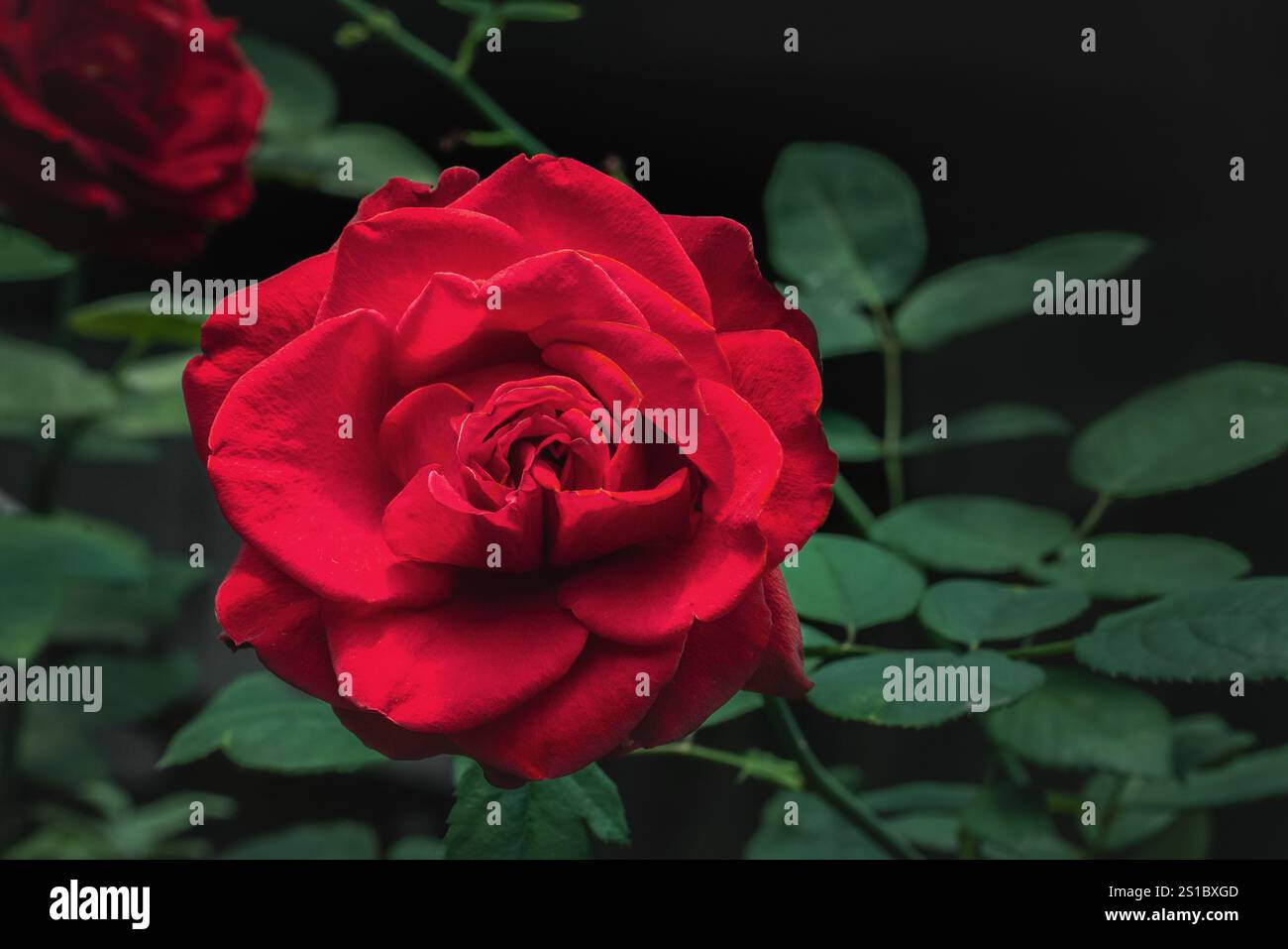 Beautiful red rose flower - garden rose Stock Photo - Alamy