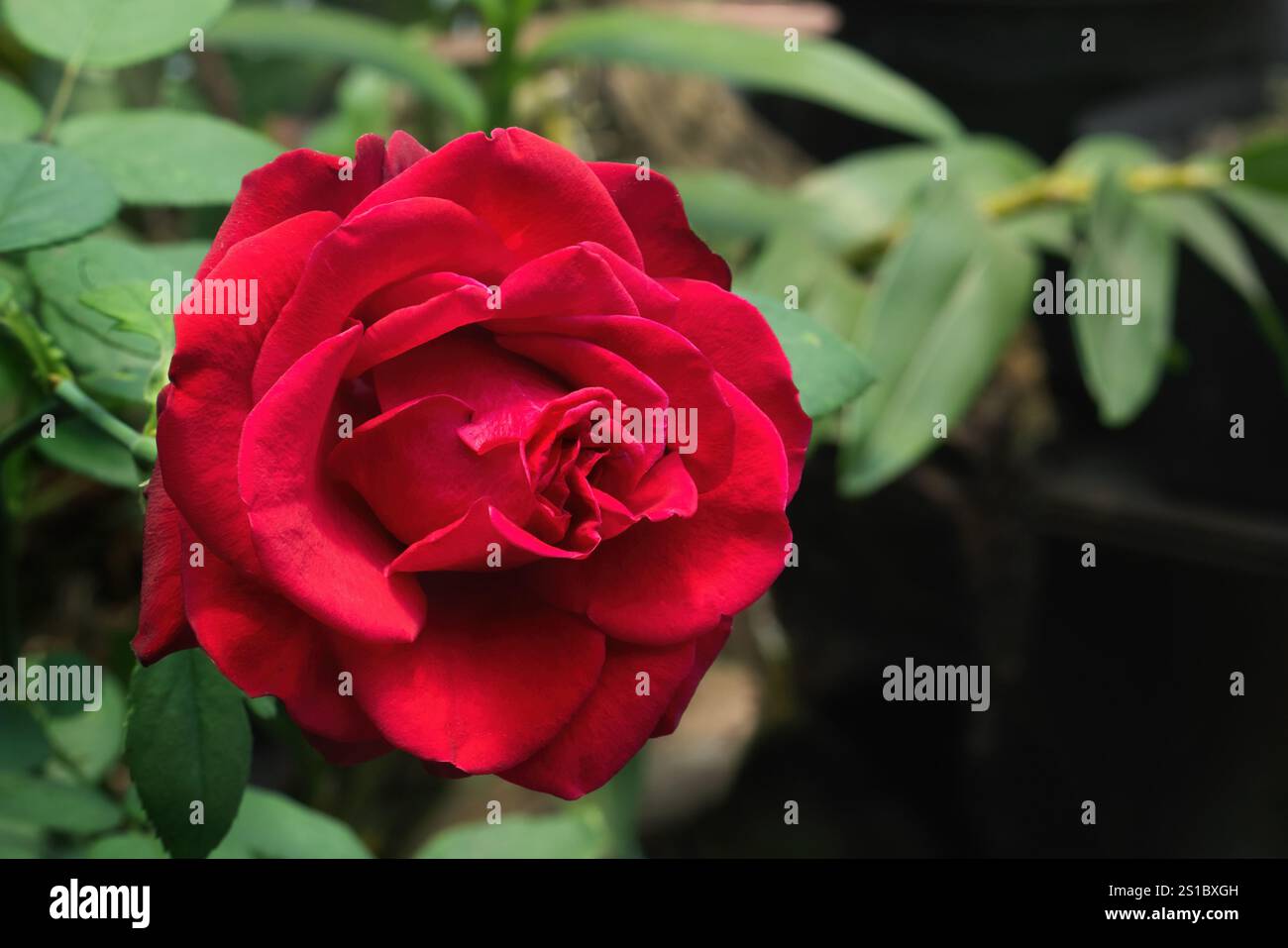 Beautiful red rose flower bloom hi-res stock photography and images - Alamy