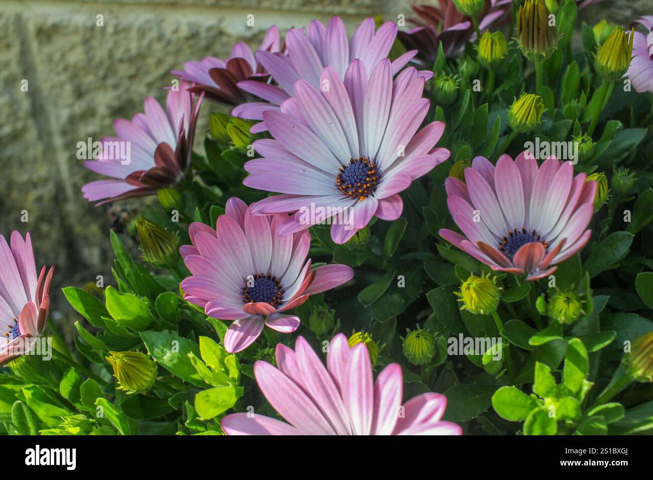 the magic of flowers in the garden during spring Stock Photo - Alamy