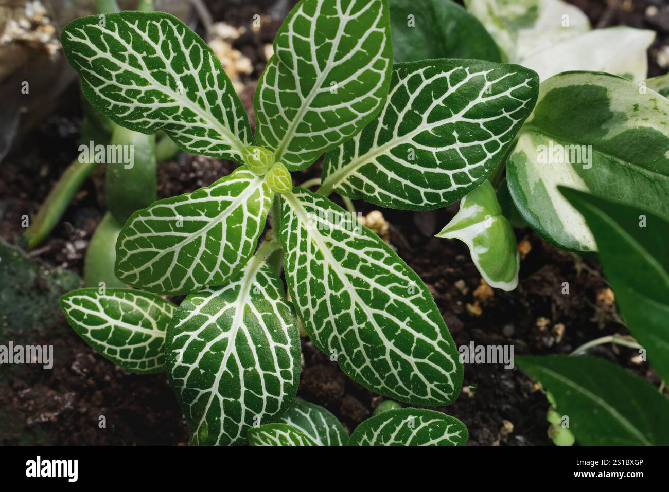 Nerve Plant or Mosaic Plant (Fittonia albivenis Stock Photo - Alamy