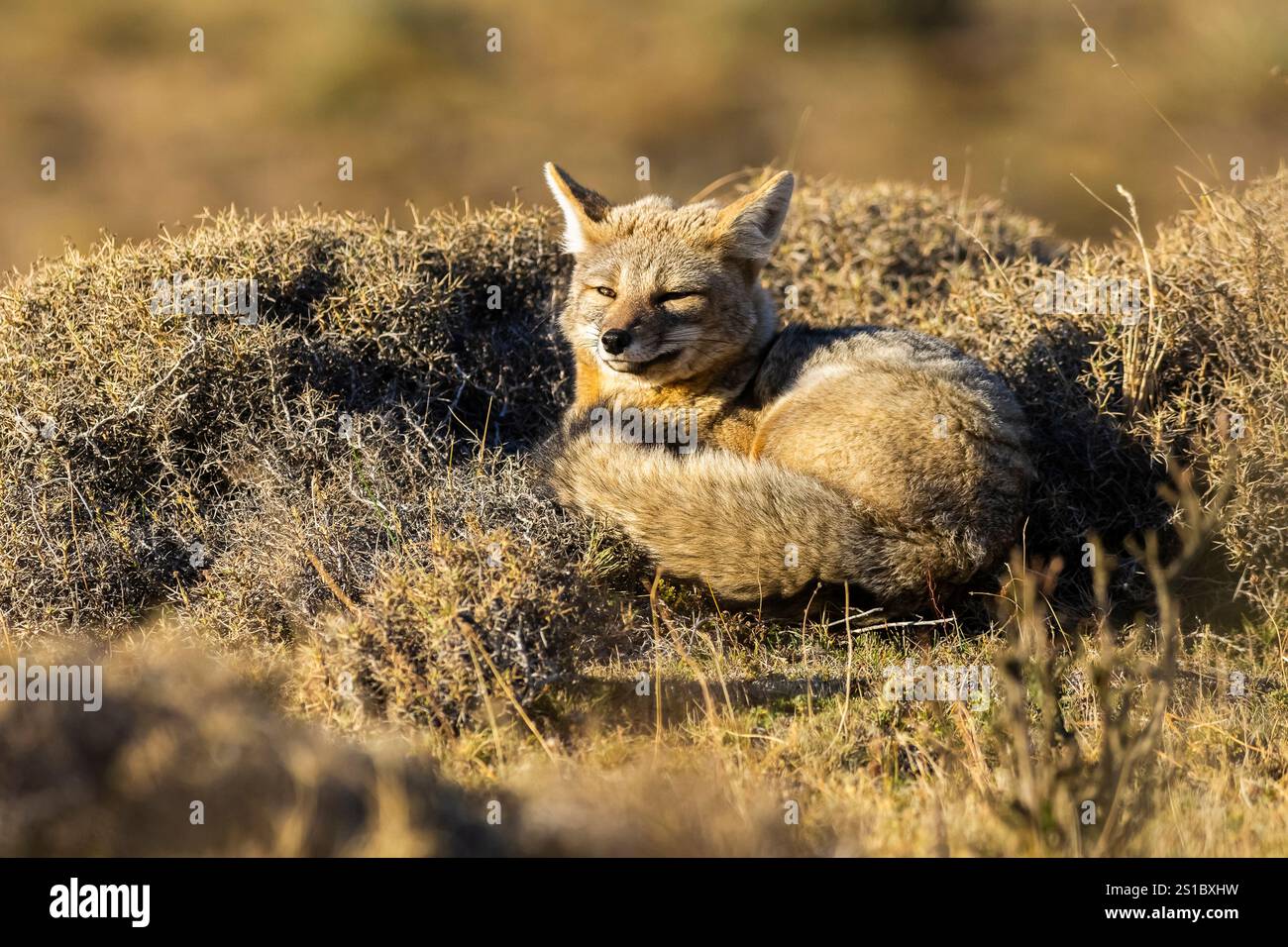 Patagonia Grey Fox, Pseudalopex griseus, Torres del Paine National Park ...
