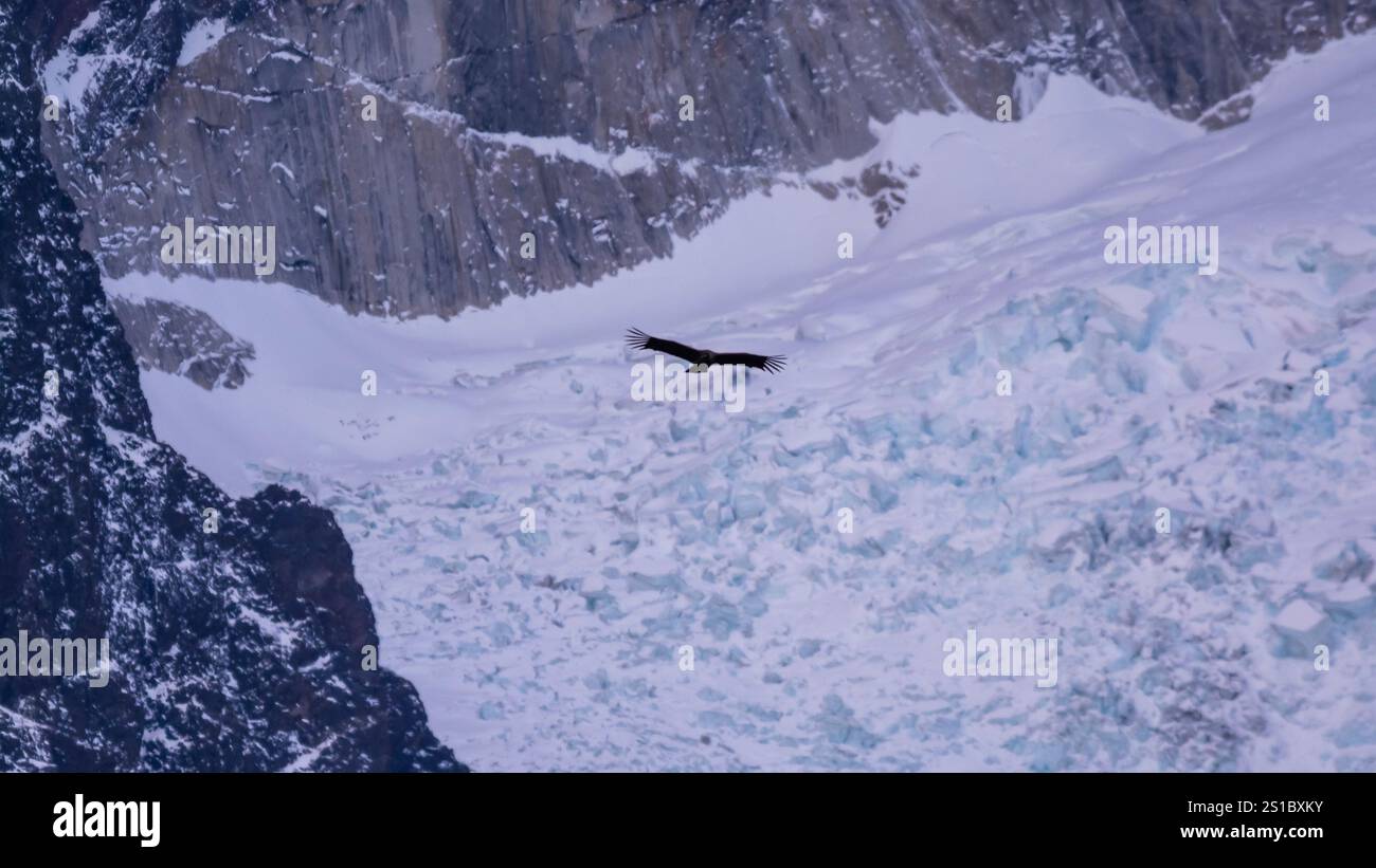 Andean Condor in flight,Torres del Paine National Park, Patagonia ...