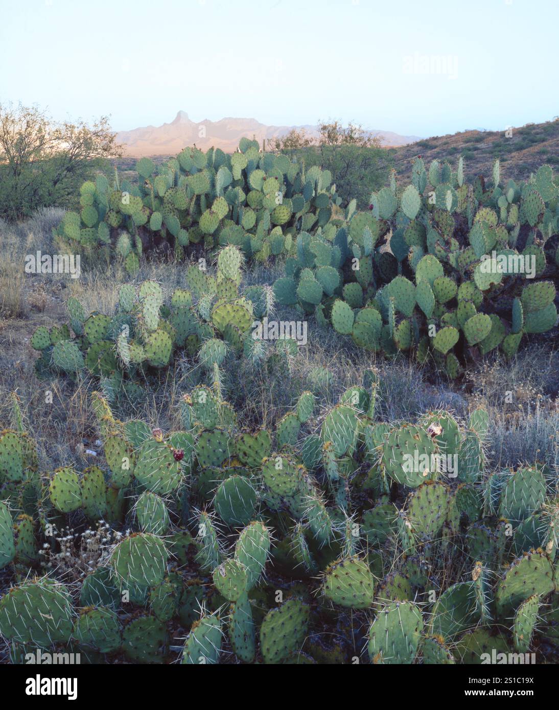 Prickly pear cactus arizona hi-res stock photography and images - Alamy