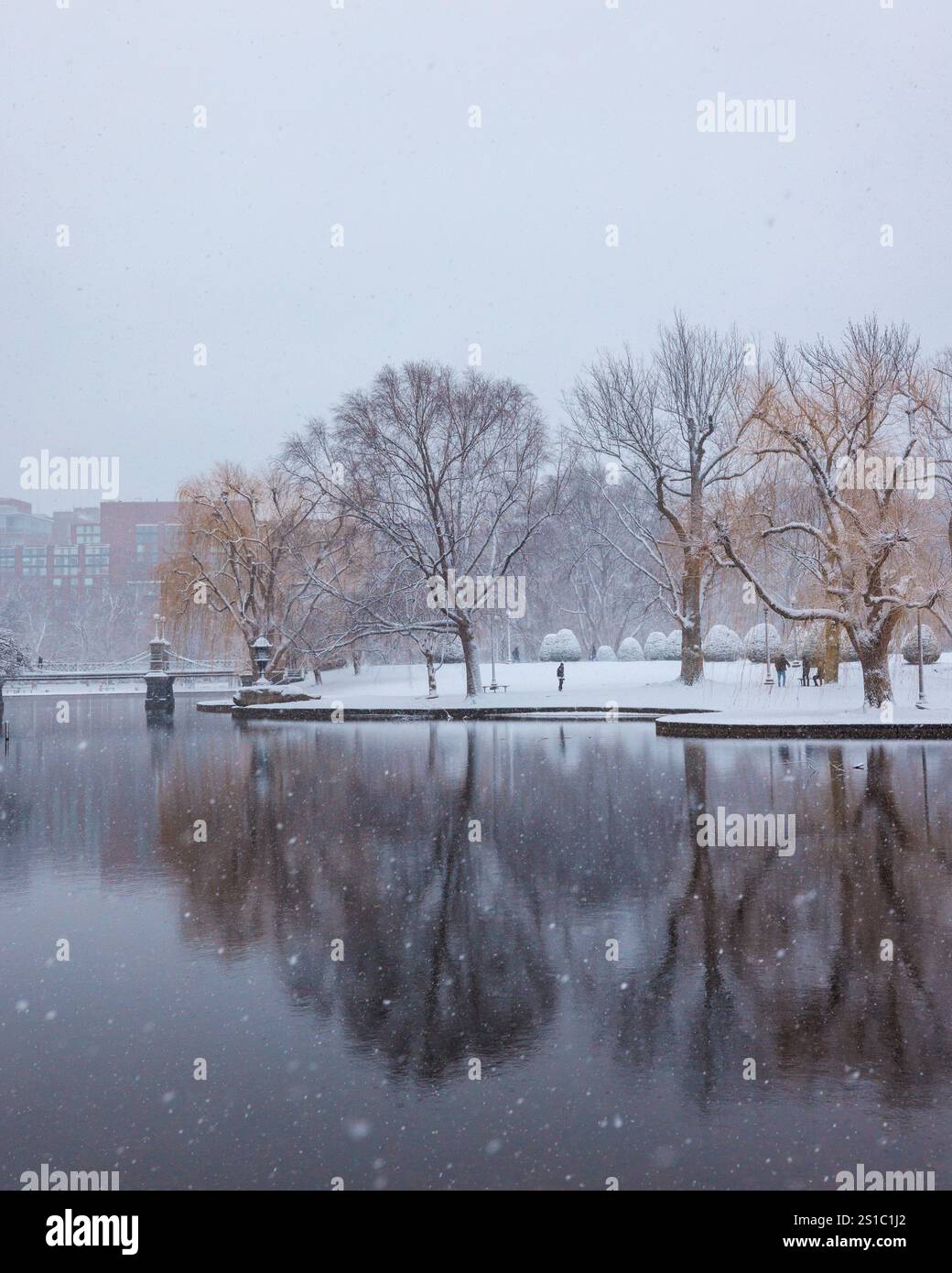 Beautiful Trees in Boston Public Garden Pond Stock Photo - Alamy