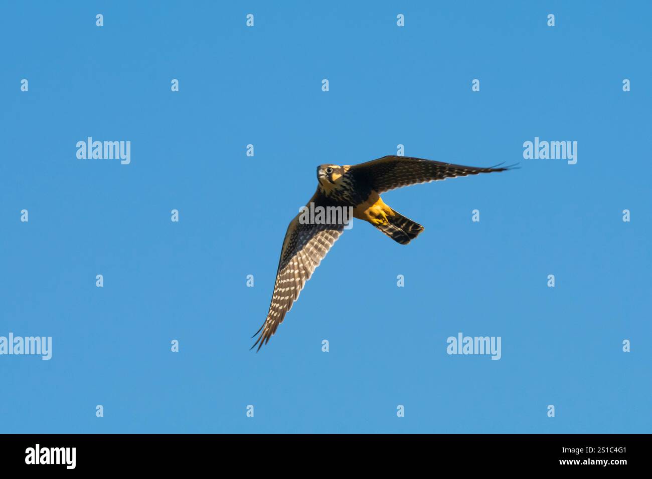 Aplomado Falcon, Falco femoralis, La Pampa, Patagonia, Argentina Stock ...