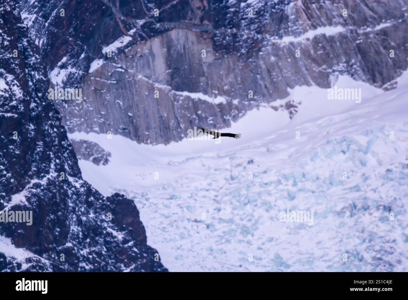 Andean Condor in flight,Torres del Paine National Park, Patagonia ...
