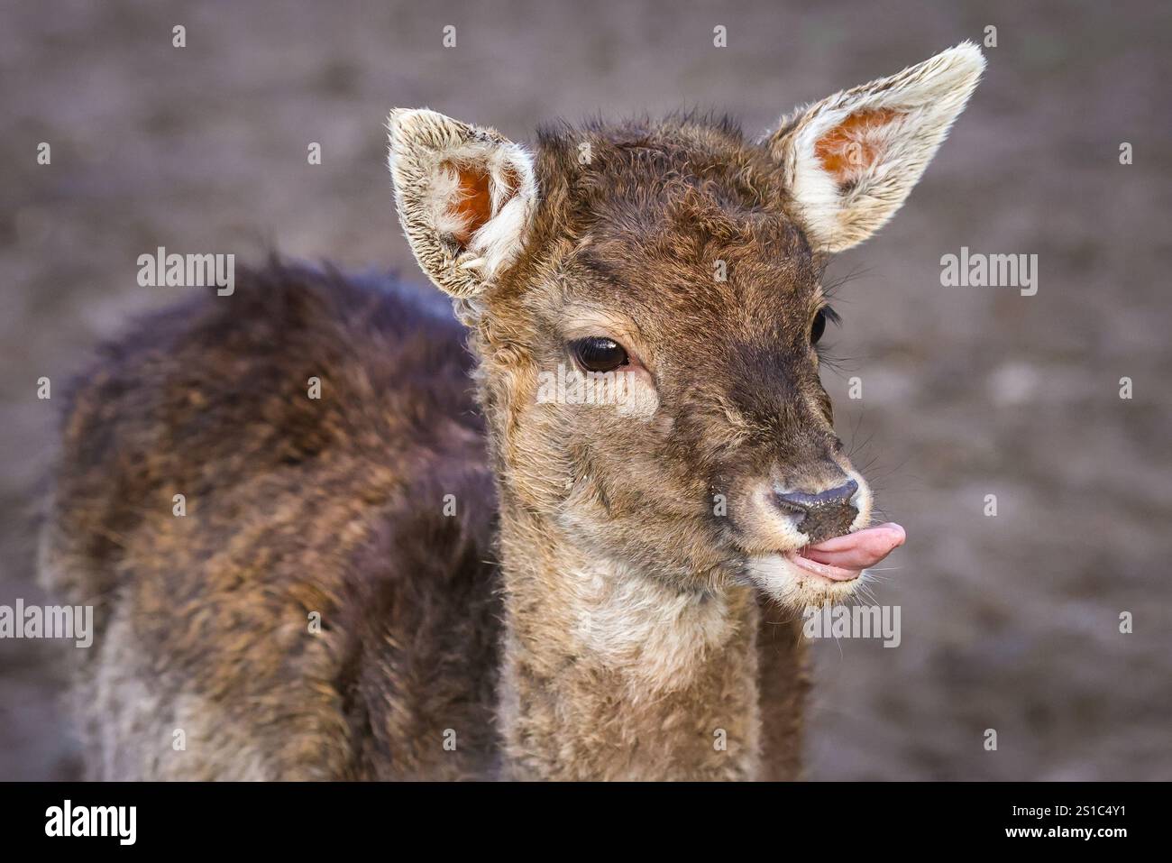 Haltern, Germany. 02nd Jan, 2025. A young fallow deer looks fluffy in ...