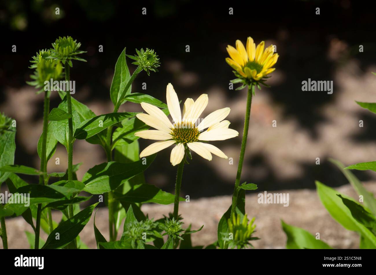 Yellow Daisy Royal botanic Garden in Madrid, Madrid Stock Photo - Alamy