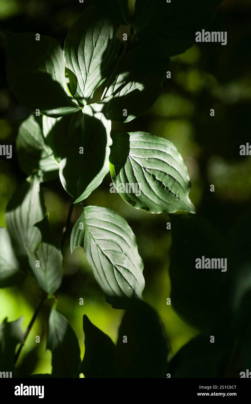 New leaves in a cornus sessilis or Cornejo de frutos negros in ...