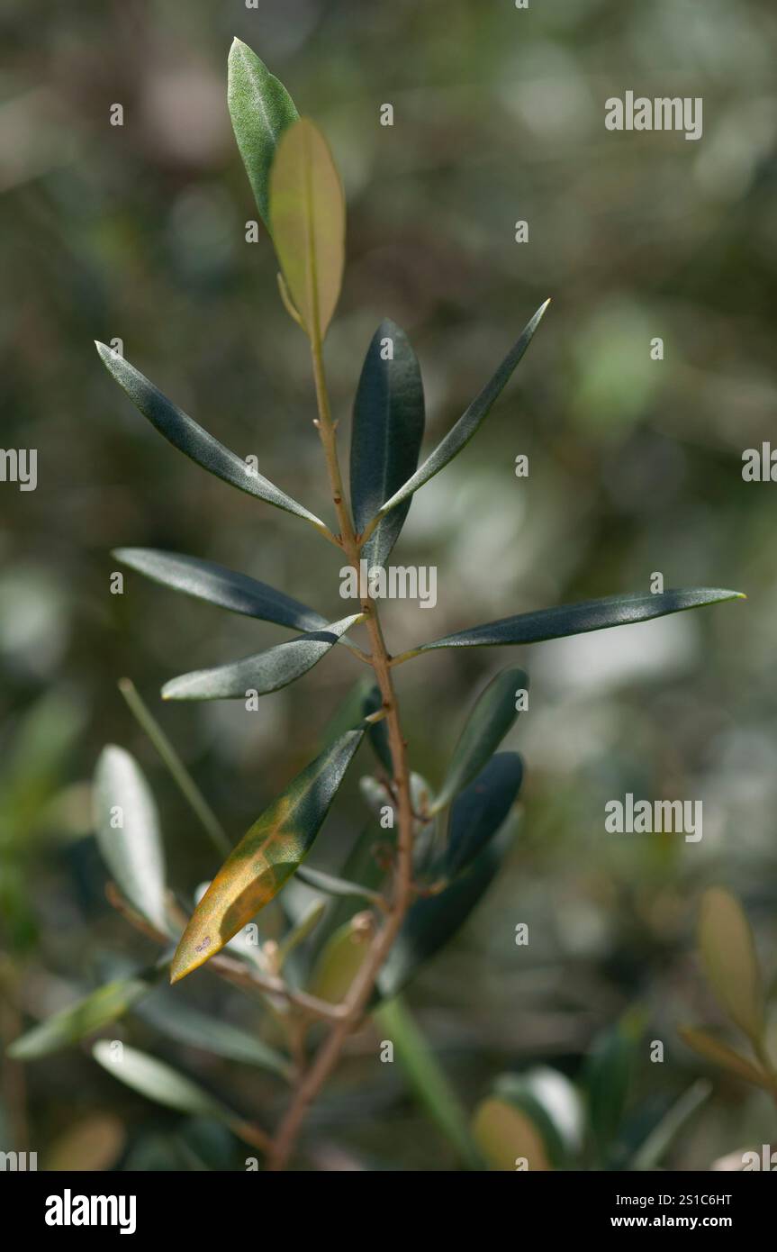 Royal botanic Garden in Madrid, detail young olive tree leaves, Olea ...