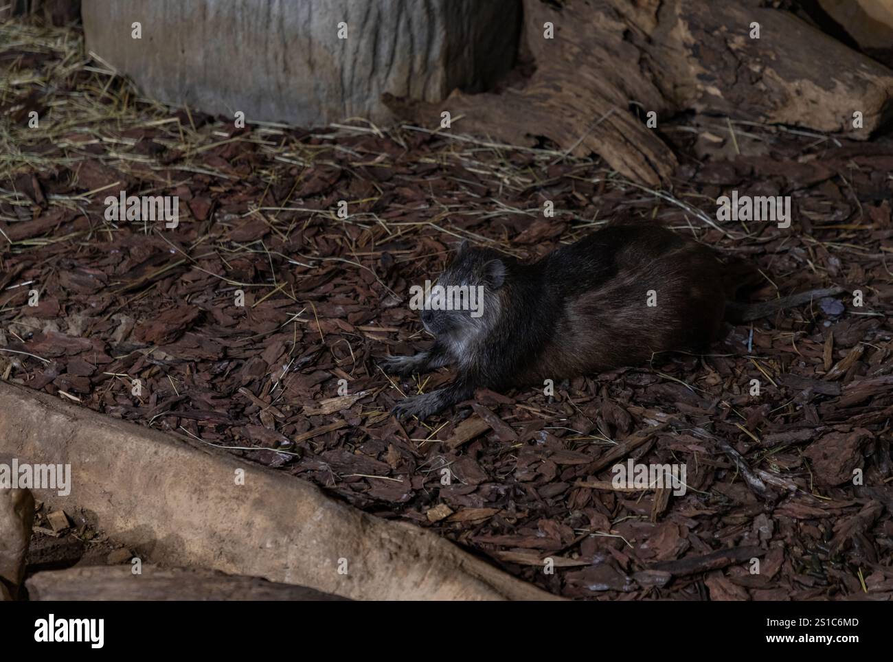 Hutia hi-res stock photography and images - Alamy