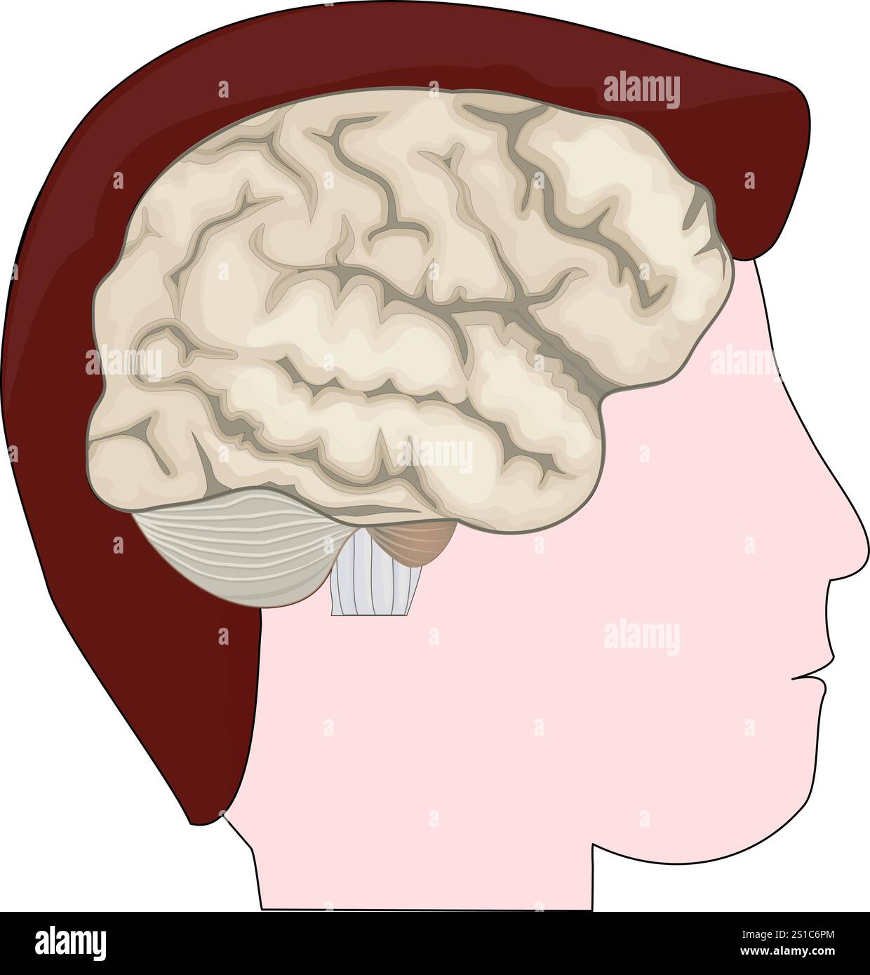 Human head with brain. Silhouette icon. Vector poster. Illustration in ...